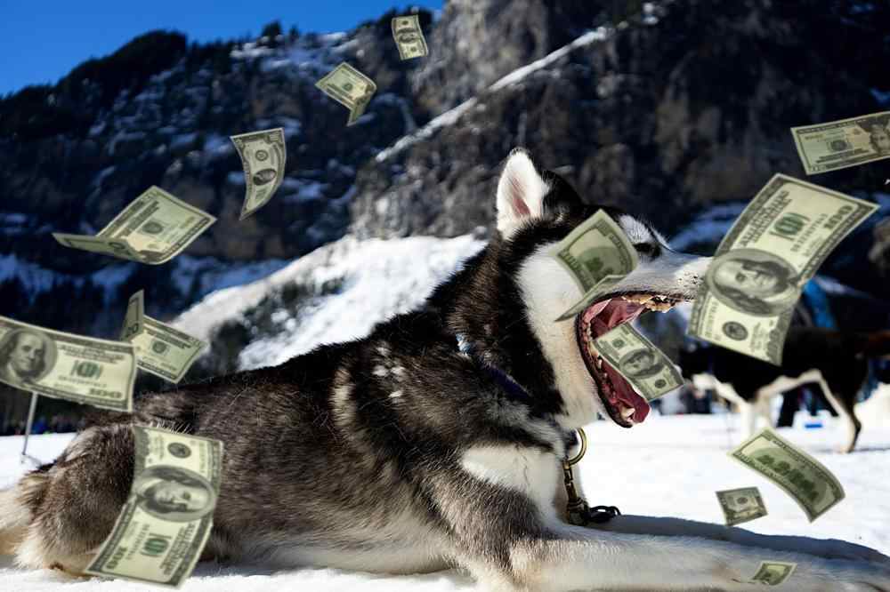 How Much Alaskan Husky Puppies Cost. Prices of 119 Alaskan Husky ...
