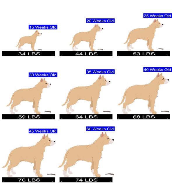 American Staffordshire Terrier Growth Chart American Staffordshire
