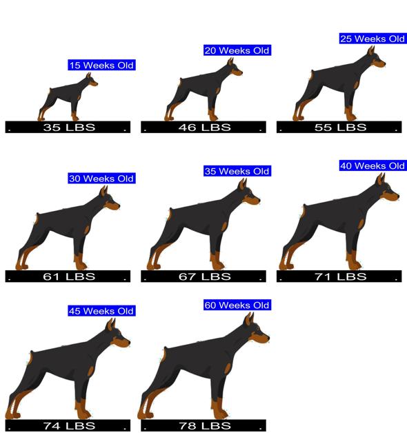 Doberman Height And Weight Chart Chihuahua Growth Chart Weight And