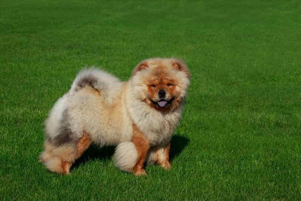 Chow Chow Growth Chart
