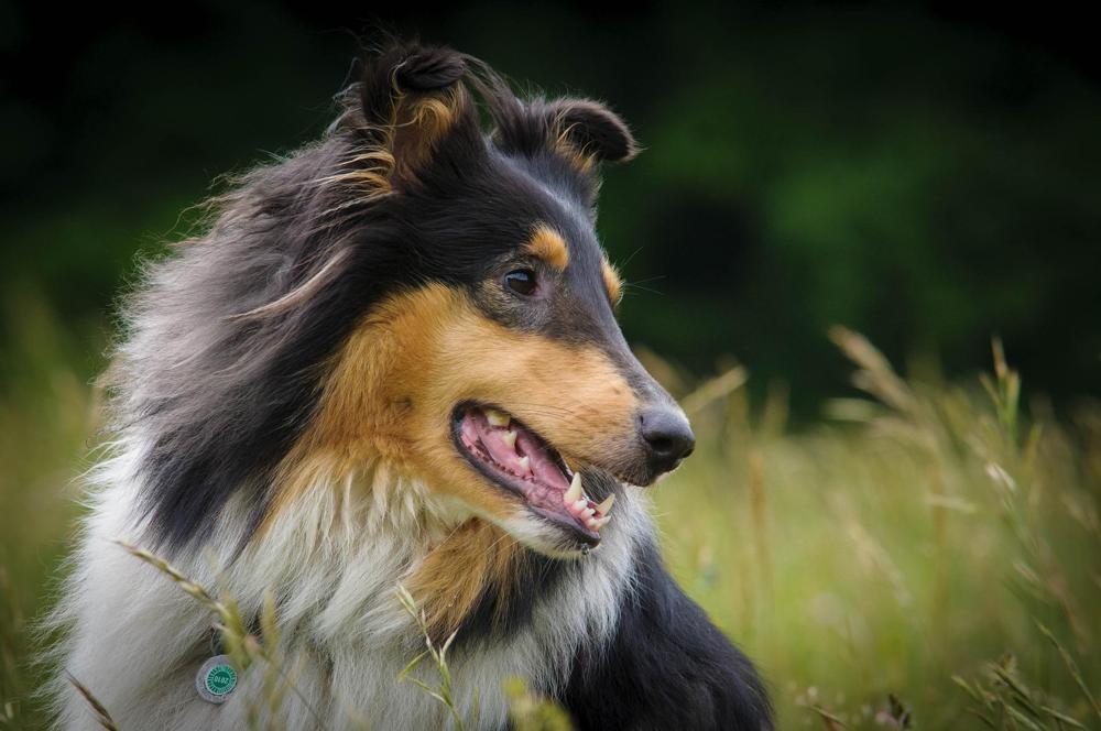 Collie Growth Chart. Collie Weight Calculator.