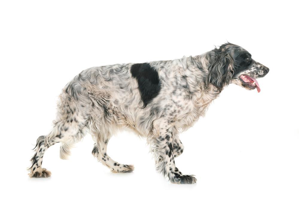 English Setter Growth Chart. English Setter Weight Calculator.