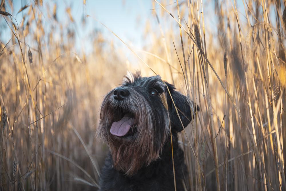 Miniature Schnauzer Growth Chart. Miniature Schnauzer Weight Calculator.
