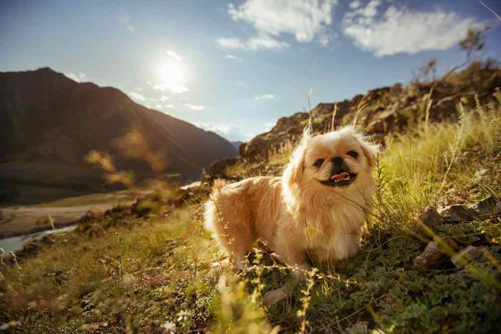 Pekingese Growth Chart. Pekingese Weight Calculator.