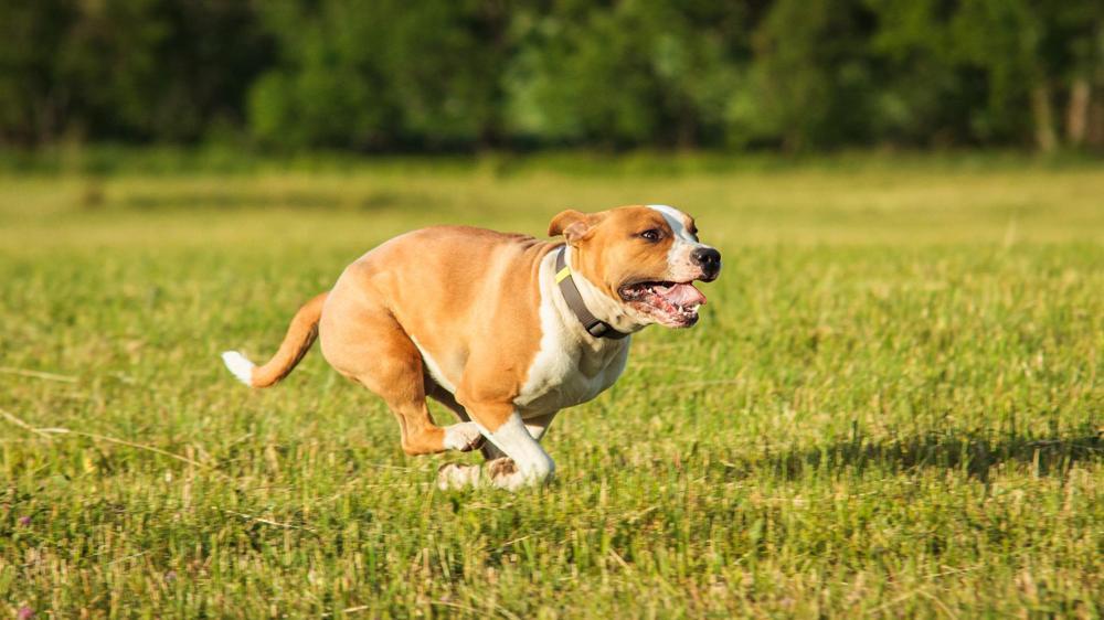 Staffordshire Bull Terrier Growth Chart. Staffordshire Bull Terrier ...