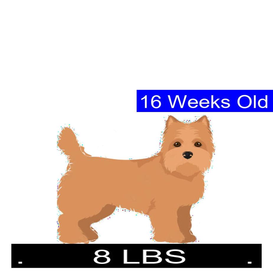 Cairn Terrier Weight Chart