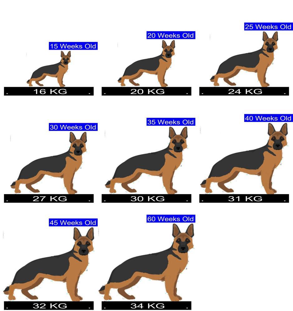 Growth Chart Of German Shepherd Portal posgradount edu pe