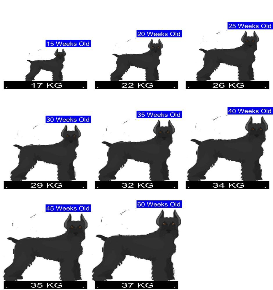 Giant Schnauzer Size Comparison